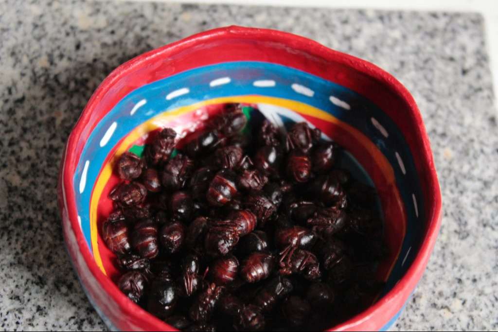 Chicatanas, el ingrediente estrella de la comida oaxaqueña – WM Magazine